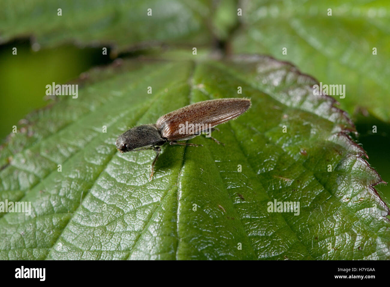 Click Beetle (Denticollis sp), England Stock Photo - Alamy