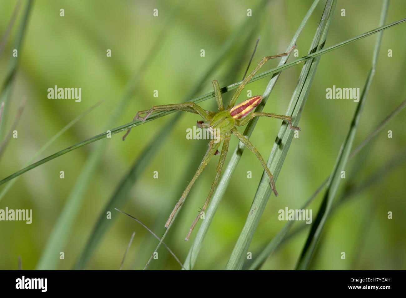 Green Spider (Micrommata virescens) male, England Stock Photo - Alamy