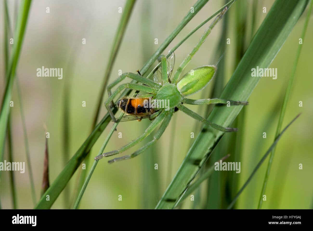 Green Spider (Micrommata virescens) with hoverfly prey, England Stock ...