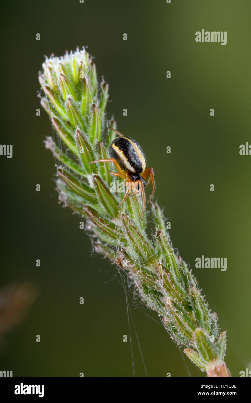Orb-weaver Spider (Hypsosinga sanguinea), England Stock Photo - Alamy