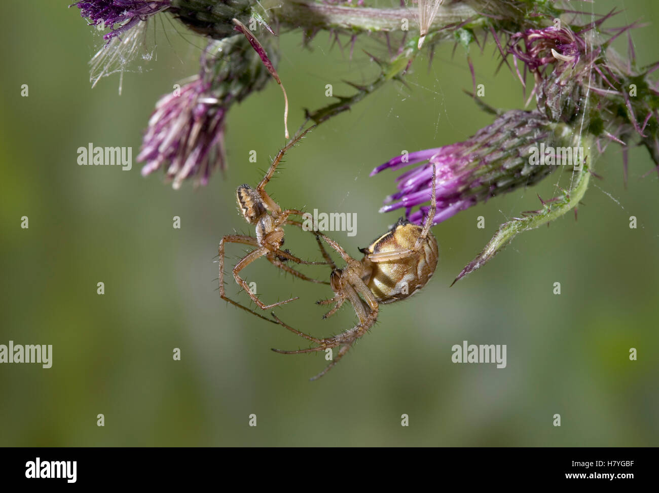 Orb-weaver Spider (Neoscona adianta) male and female courting, England ...