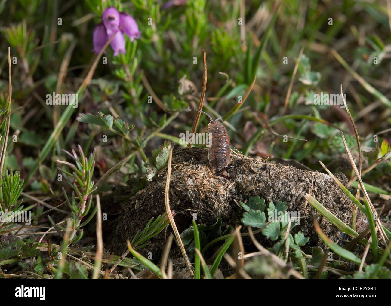 Purse-web Spider (Atypus affinis) catching woodlouse showing fangs ...