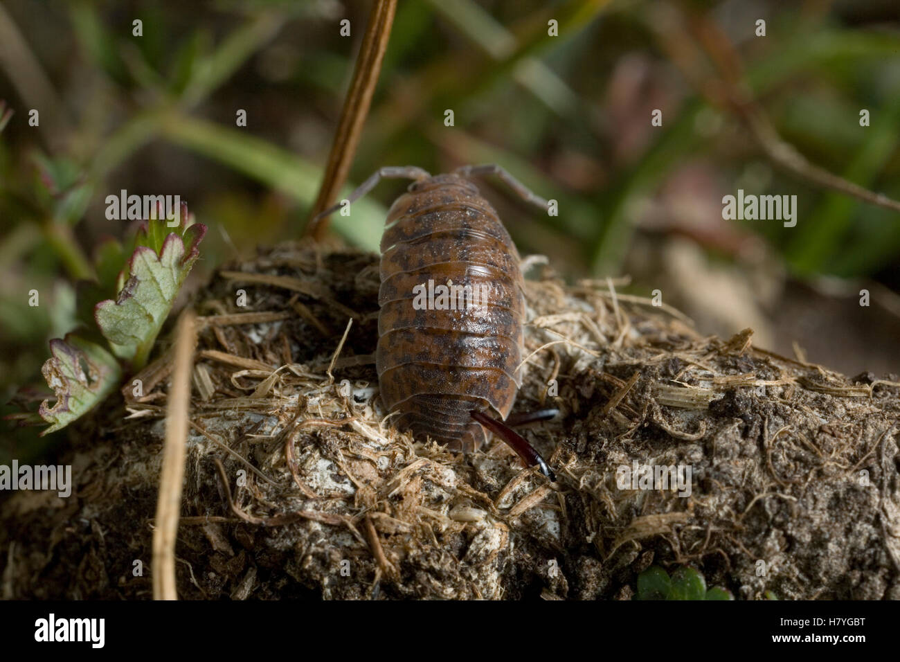 Purse-web Spider (Atypus affinis) catching woodlouse showing fangs ...