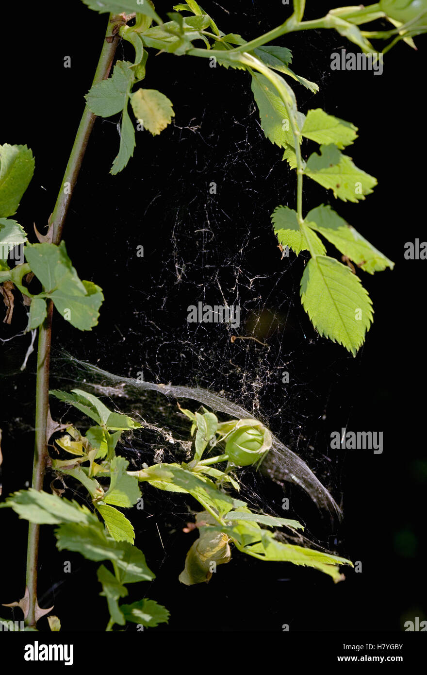 Money Spider (Linyphiidae) web, England Stock Photo - Alamy