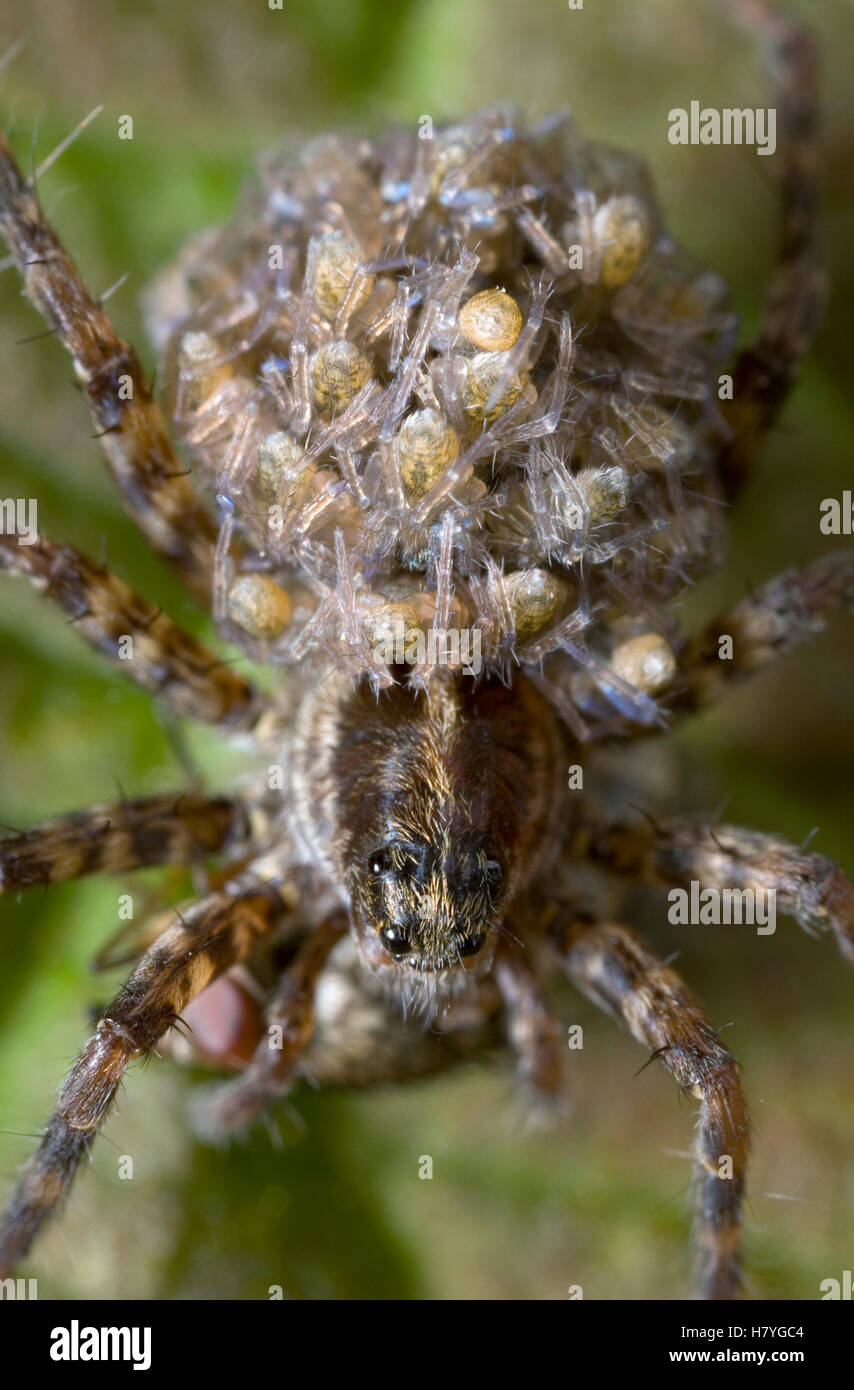 Wolf Spider (Lycosidae) eating prey with young on back, England Stock ...