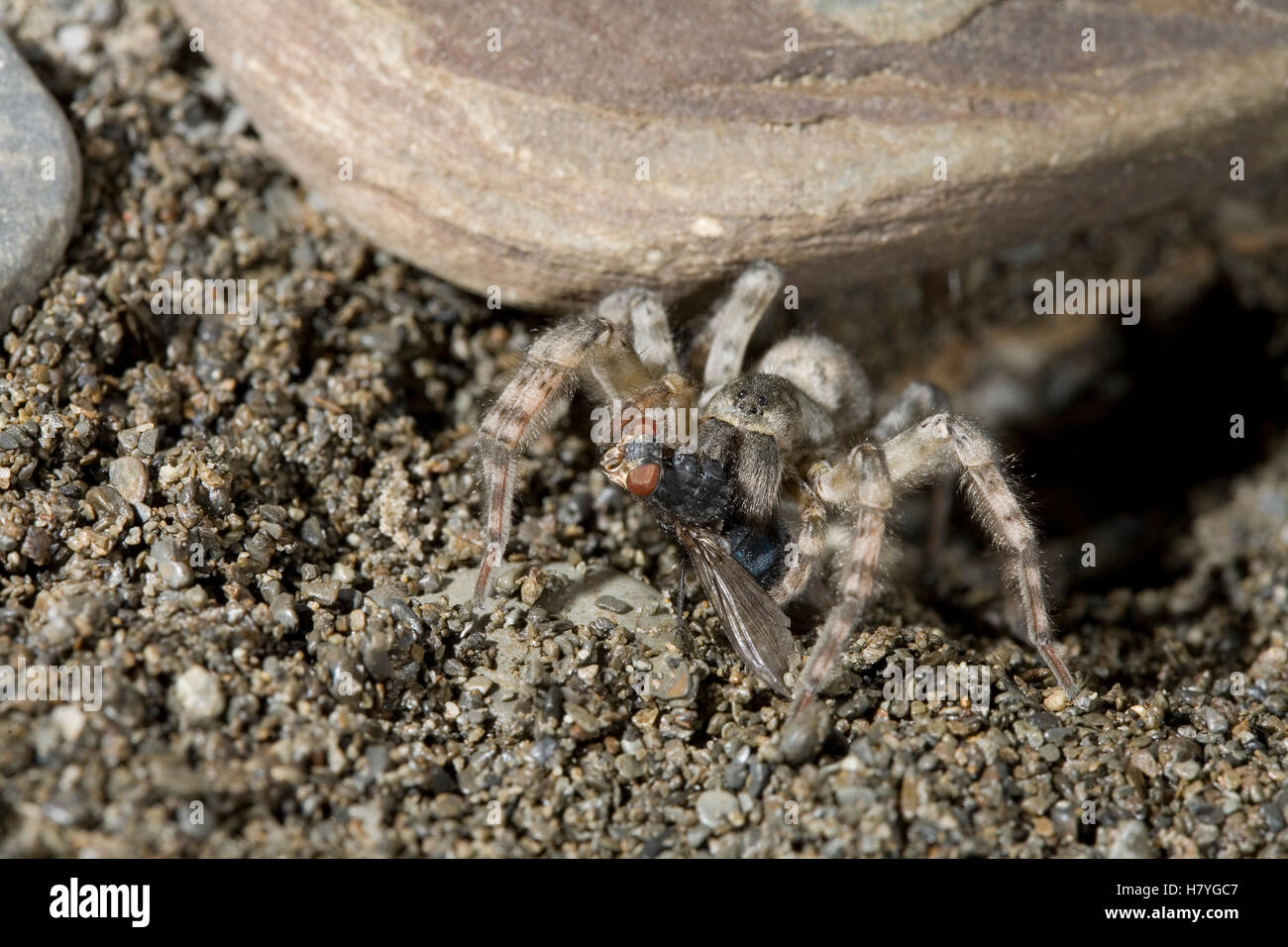Wolf Spider (Arctosa cinerea) feeding on prey, England Stock Photo - Alamy