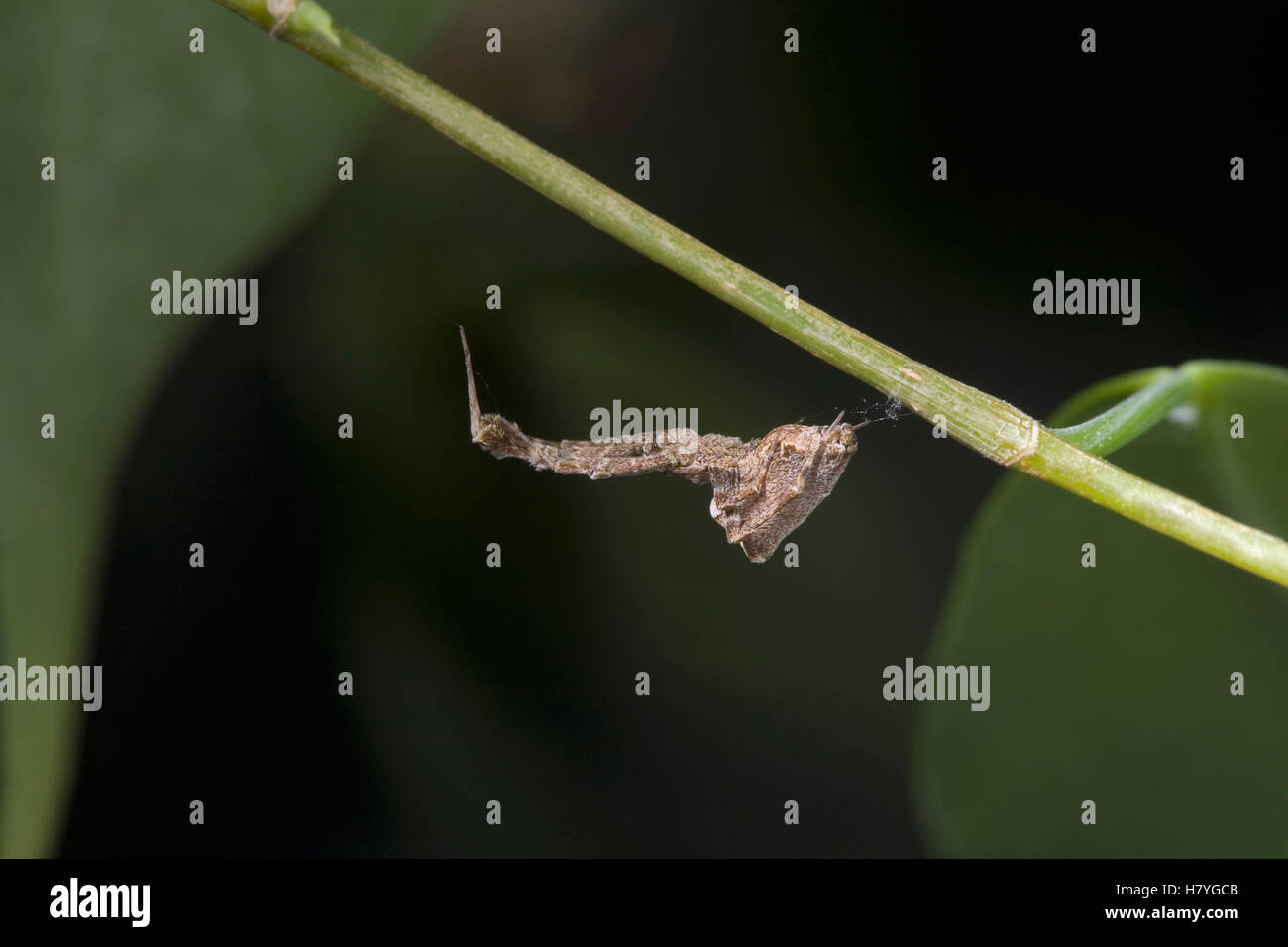 Feather-legged Spider (Uloborus plumipes) in web, England Stock Photo ...