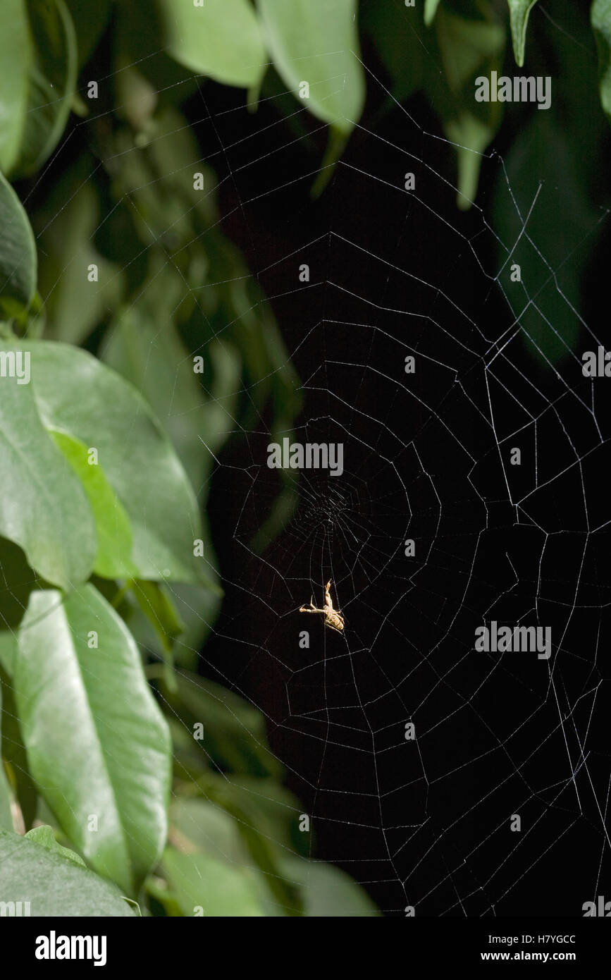 Feather-legged Spider (Uloborus plumipes) in web, England Stock Photo ...