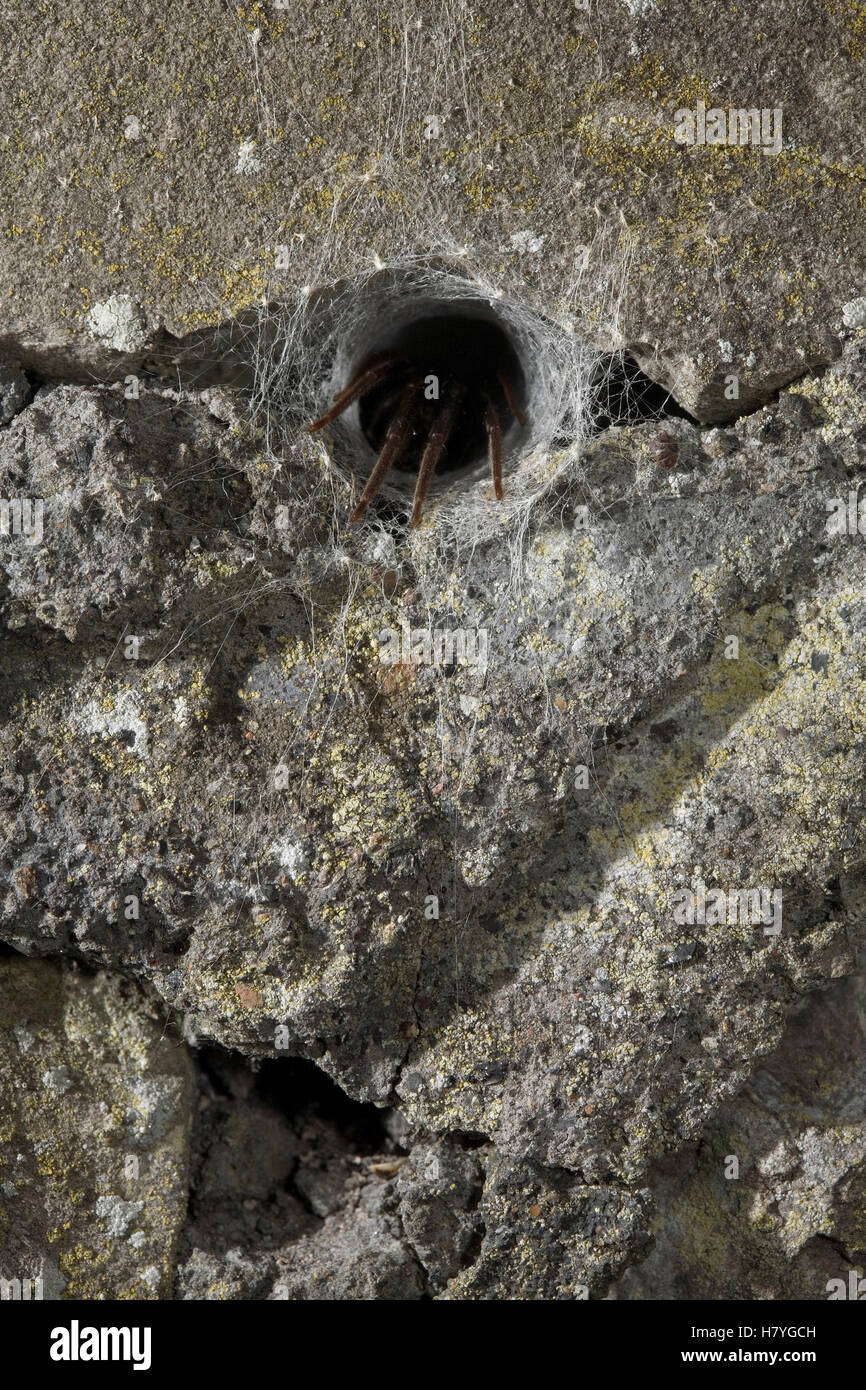 Tube-dwelling Spider (Segestria florentina) in tunnel web, England ...