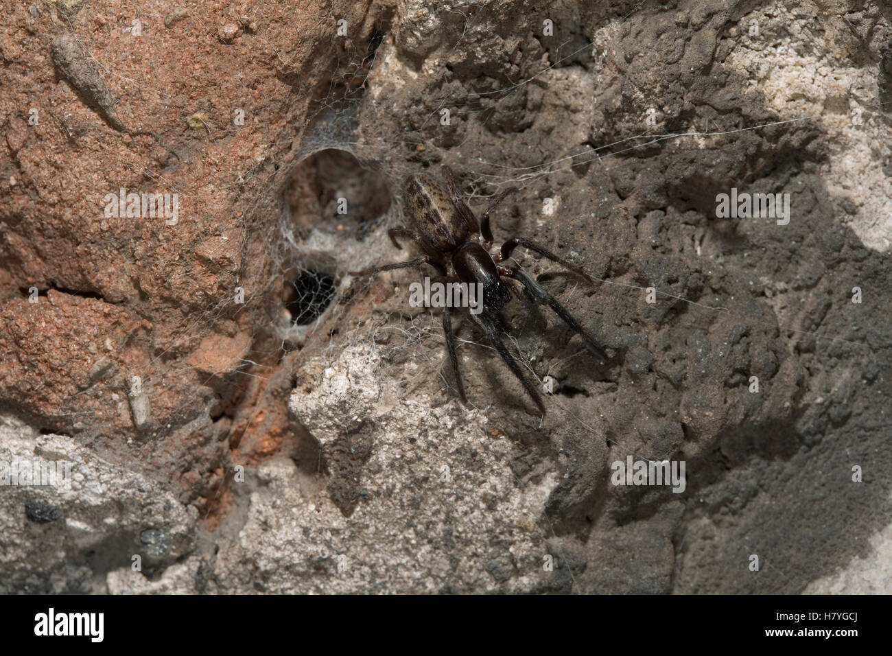 Tube-dwelling Spider (Segestria bavarica) at entrance of tunnel ...