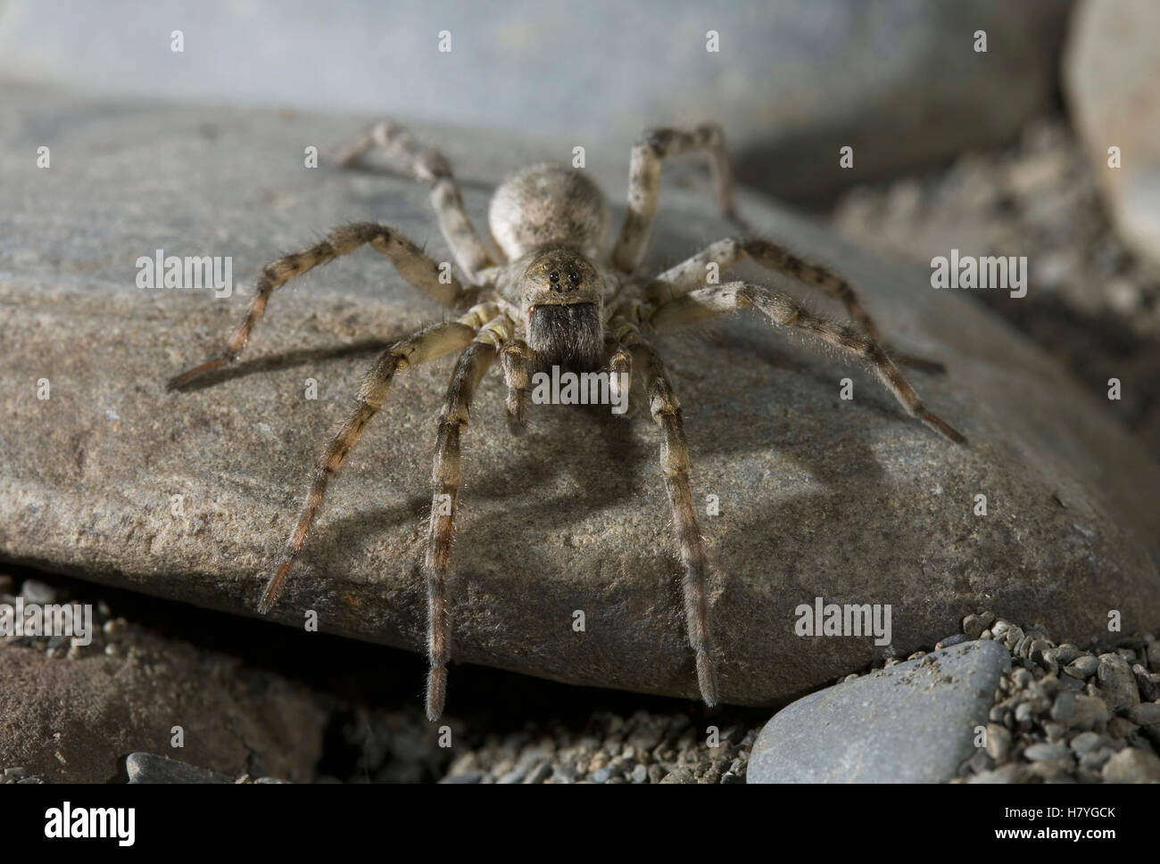 Wolf Spider (Arctosa cinerea), England Stock Photo - Alamy