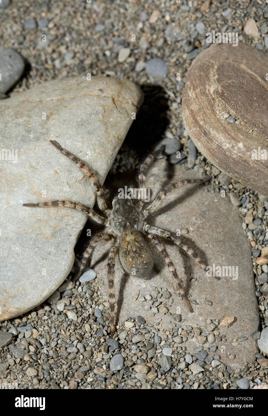 Wolf Spider (Arctosa cinerea), England Stock Photo - Alamy