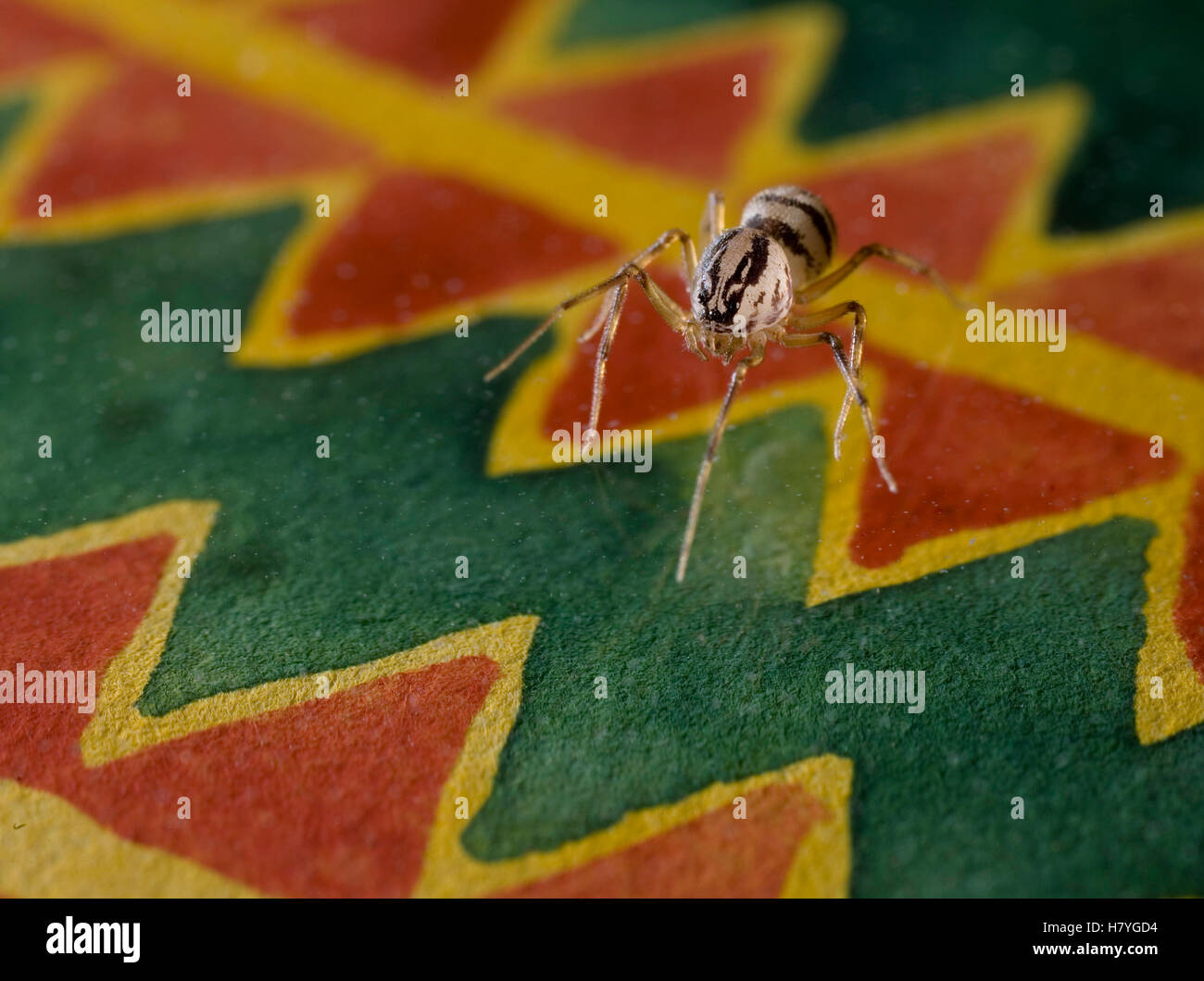 Spitting Spider (Scytodes thoracica Stock Photo - Alamy
