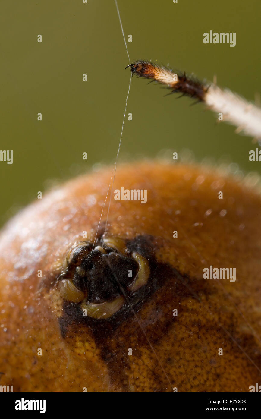 Garden Spider (Araneus diadematus) using palp to control silk coming ...