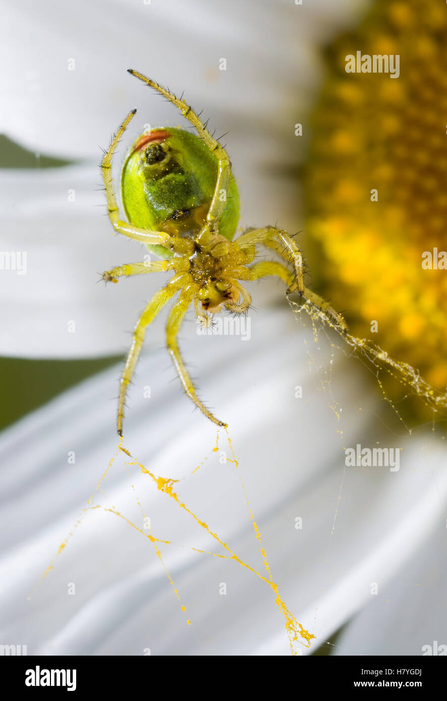 Cucumber Spider (Araniella cucurbitina) on on Ox-eye Daisy ...