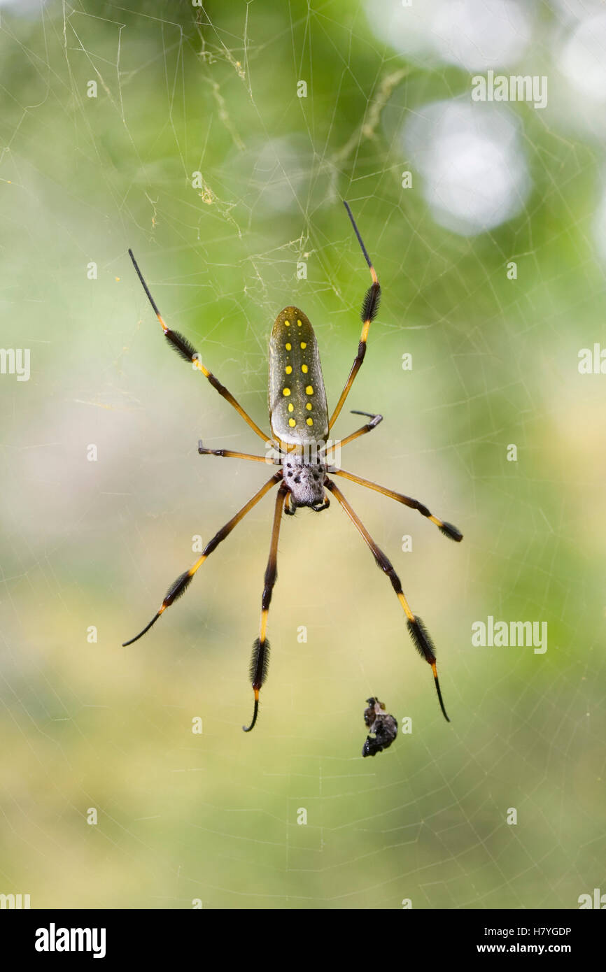 Big-jawed Spider (Nephila sp) on web, Costa Rica Stock Photo - Alamy