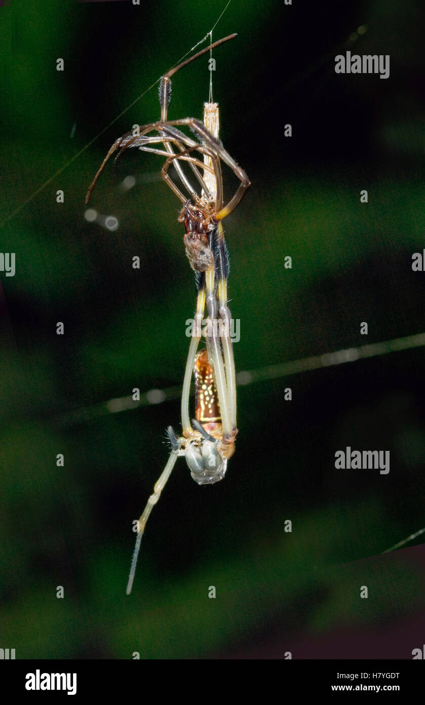 Big-jawed Spider (Nephila sp) shedding skin, Costa Rica Stock Photo - Alamy