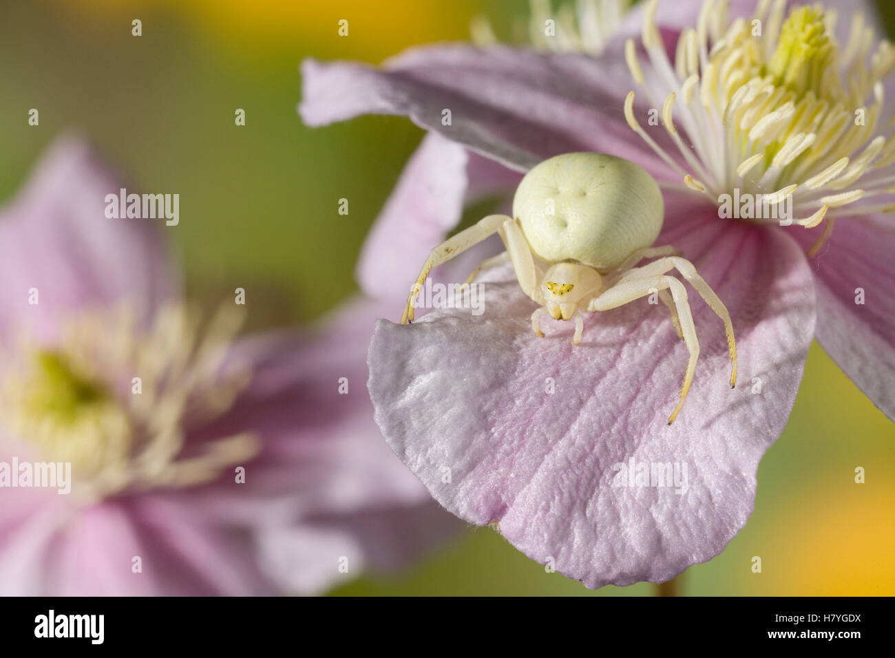 Goldenrod Crab Spider (Misumena vatia) on Clematis (Clematis sp) flower ...
