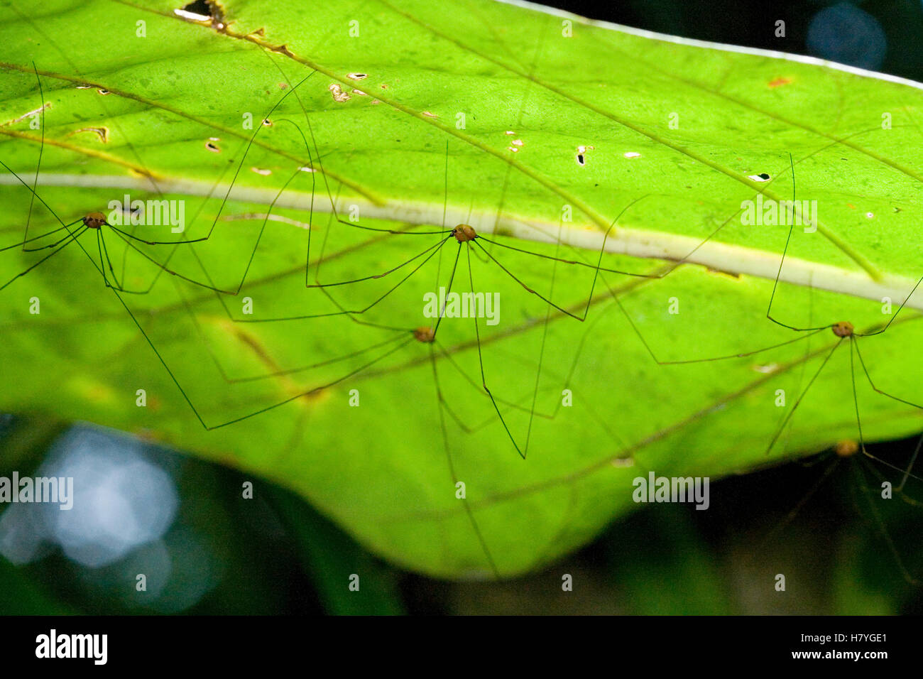 Harvestmen on leaf underside, Costa Rica Stock Photo - Alamy