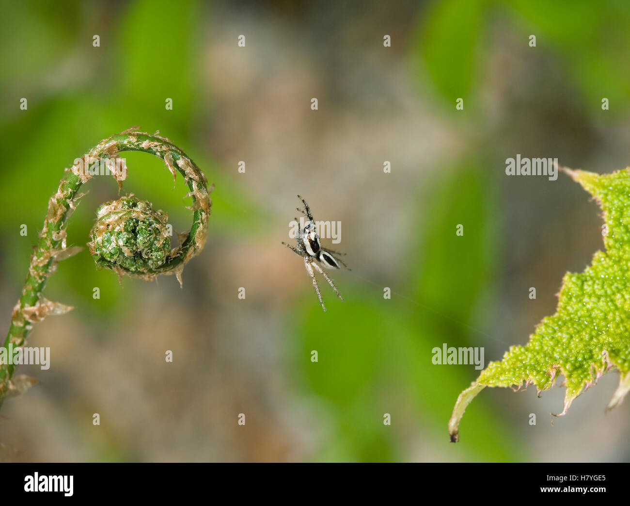 Jumping Spider (Plexippus paykulli) leaping, Costa Rica Stock Photo - Alamy