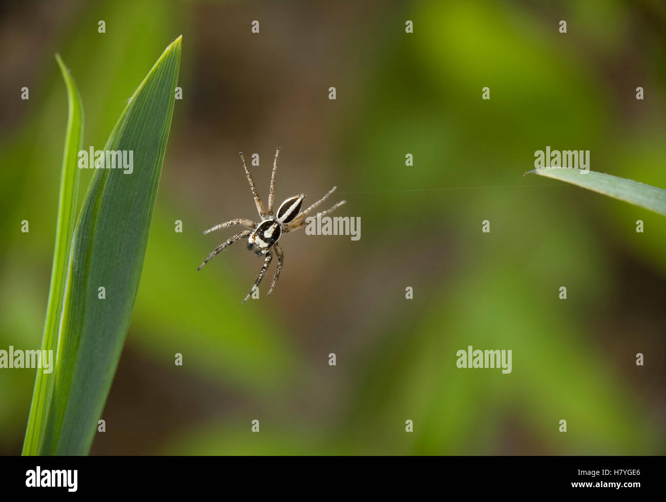 Jumping Spider (Plexippus paykulli) leaping, Costa Rica Stock Photo - Alamy
