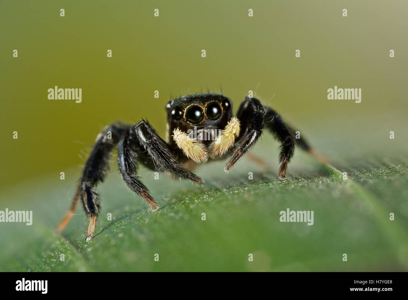 Jumping Spider (Salticidae), Costa Rica Stock Photo - Alamy