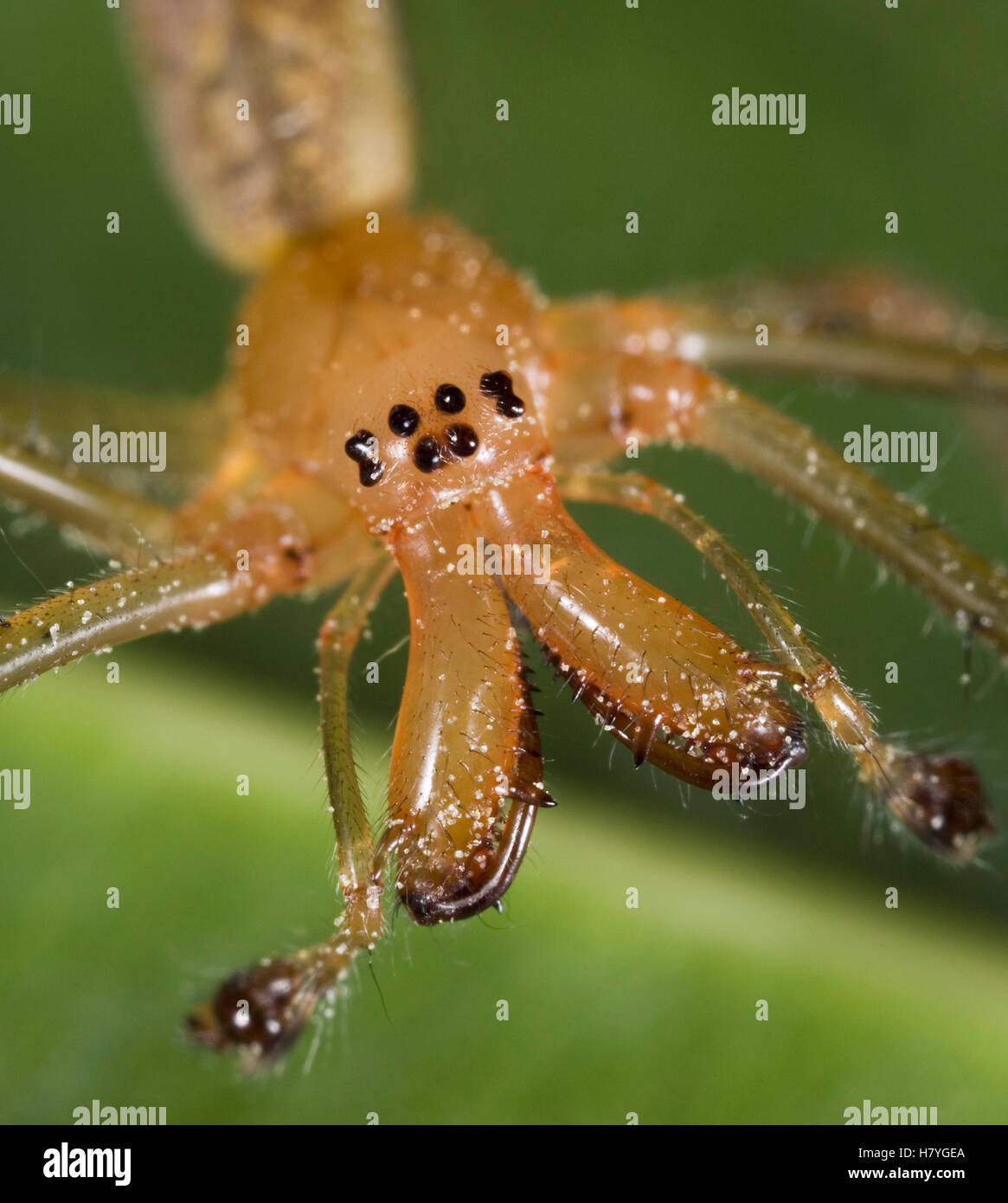 European Grass Spider (Tetragnatha extensa) showing enlarged chelicerae ...