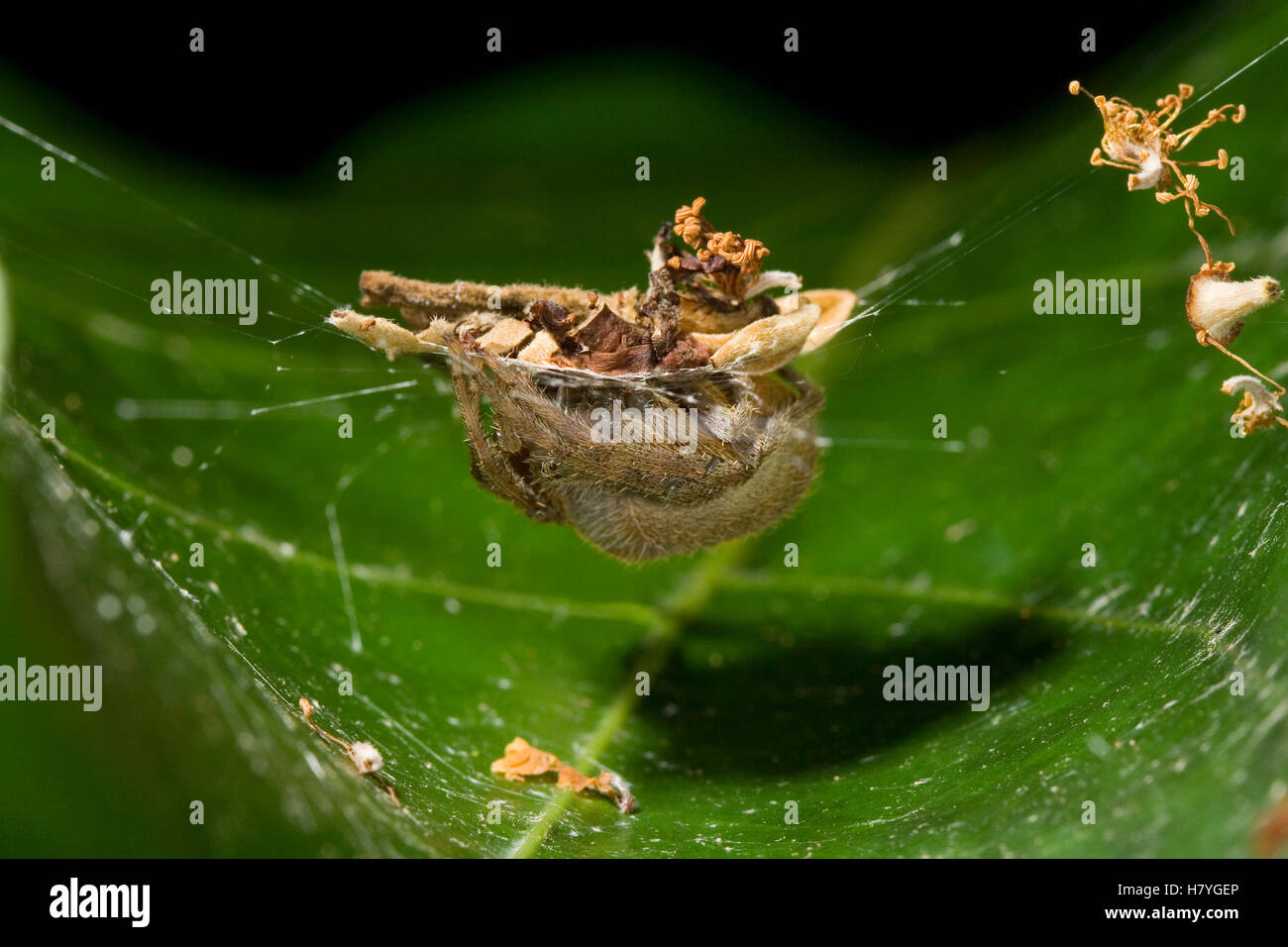 Orb-weaver Spider (Araneidae) using debris as camouflage, Costa Rica ...
