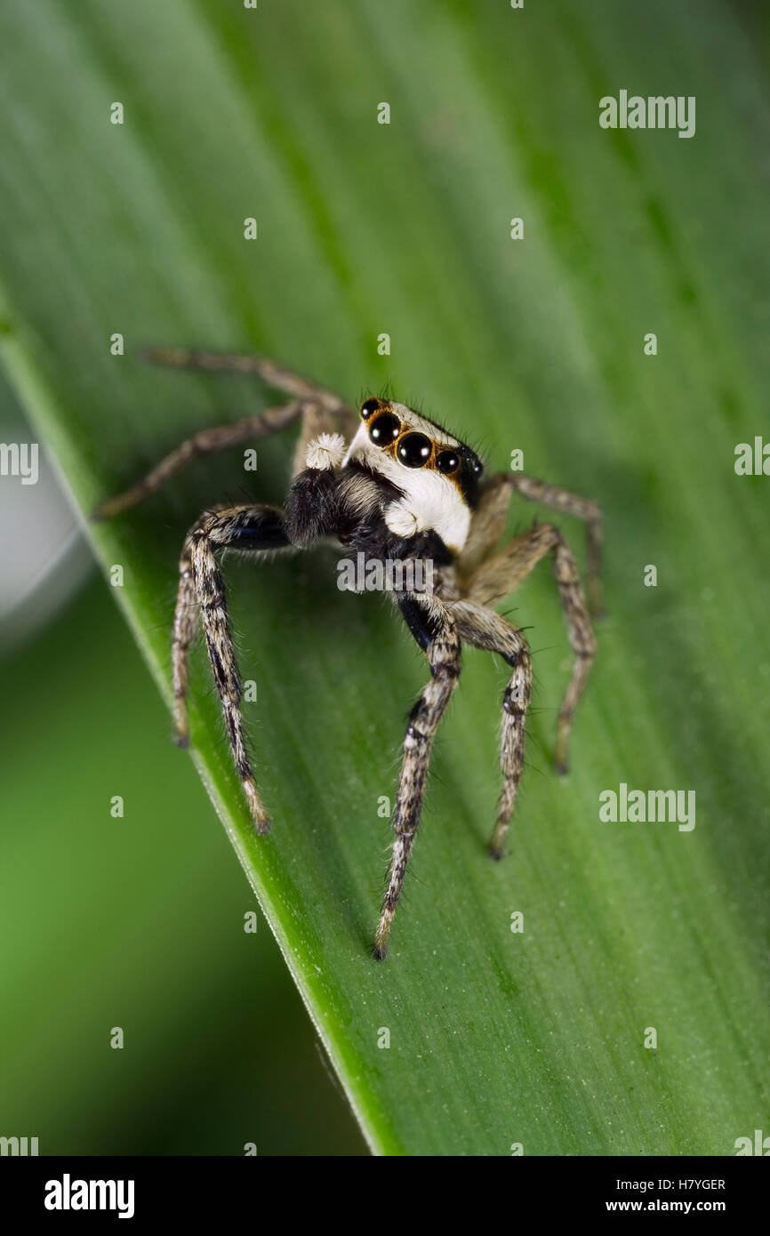 Jumping Spider (Plexippus paykulli Stock Photo - Alamy