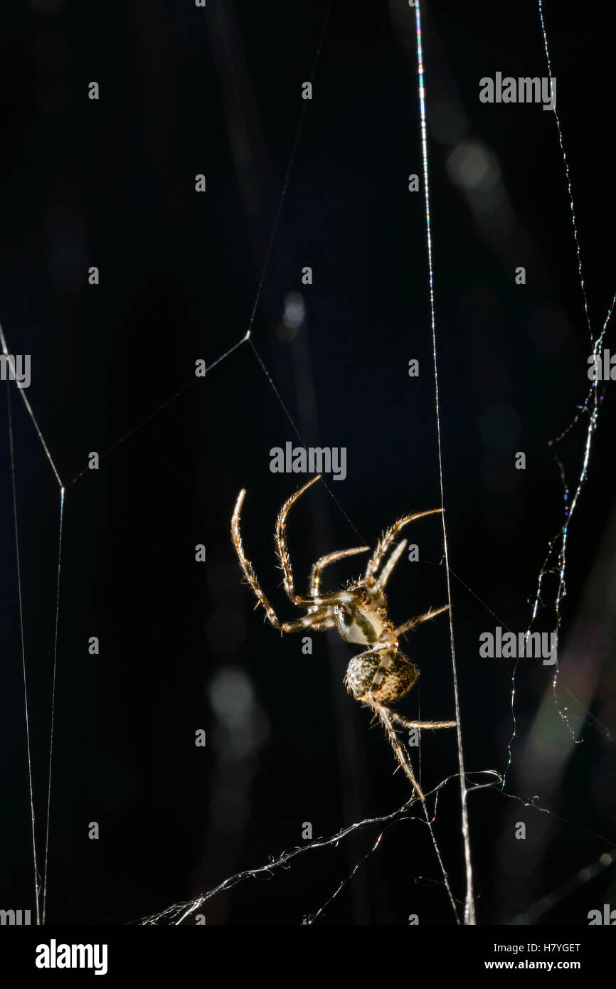 American House Spider (Achaearanea sp) in web Stock Photo - Alamy