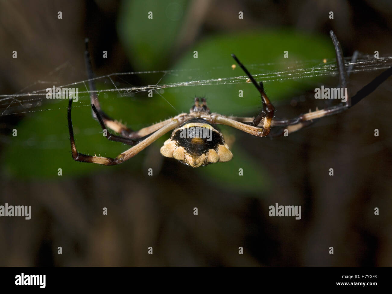 Silver Argiope (Argiope argentata) on web, Costa Rica Stock Photo - Alamy