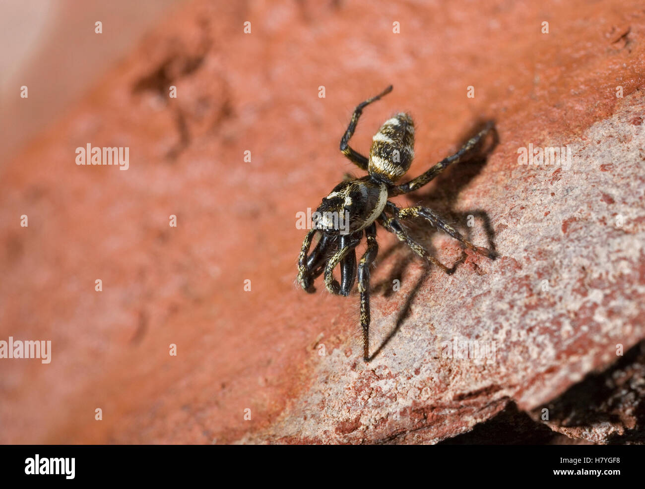 Zebra Jumping Spider (Salticus scenicus) male Stock Photo - Alamy