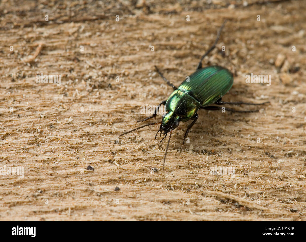 Ground Beetle (Carabidae), Sussex, England Stock Photo - Alamy
