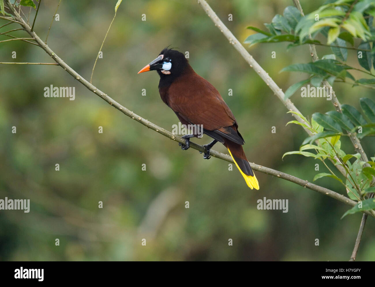 Montezuma Oropendola (Psarocolius montezuma), Costa Rica Stock Photo - Alamy
