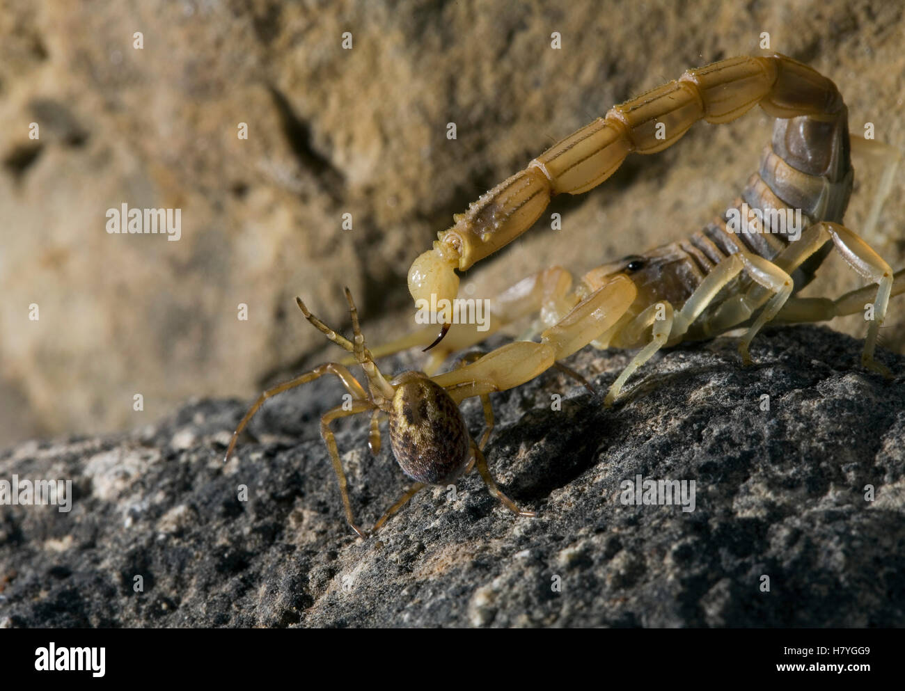 Common European Scorpion (Buthus occitanus) stinging prey Stock Photo ...