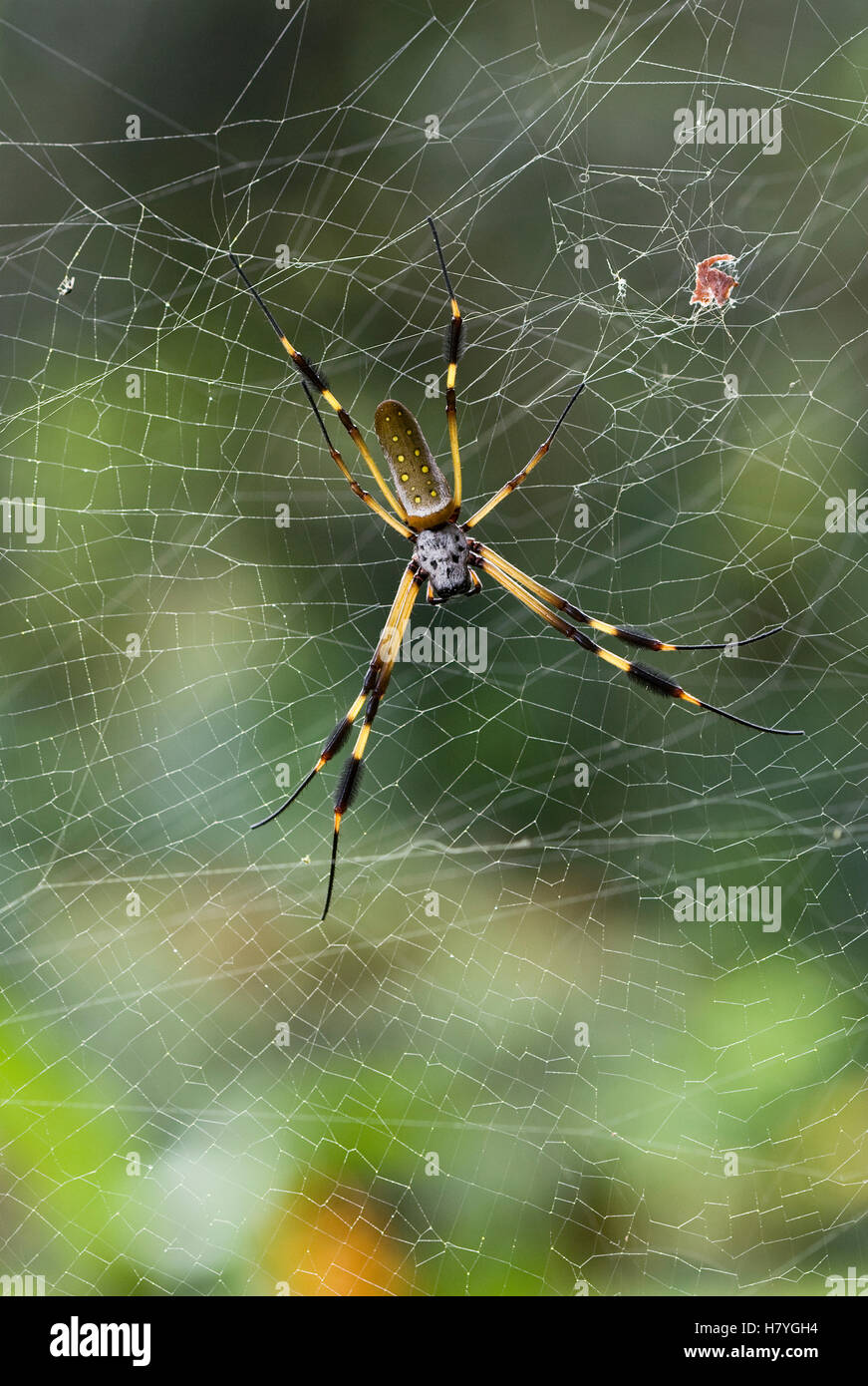 Banana Spider (Nephila clavipes) on web, , the worlds's largest non ...