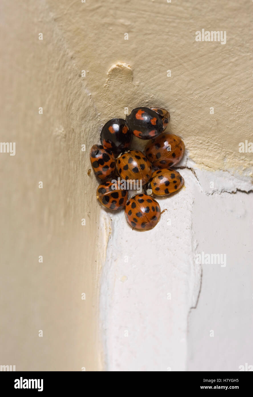 Asian Ladybird Beetle (Harmonia axyridis) hibernating in house, England ...