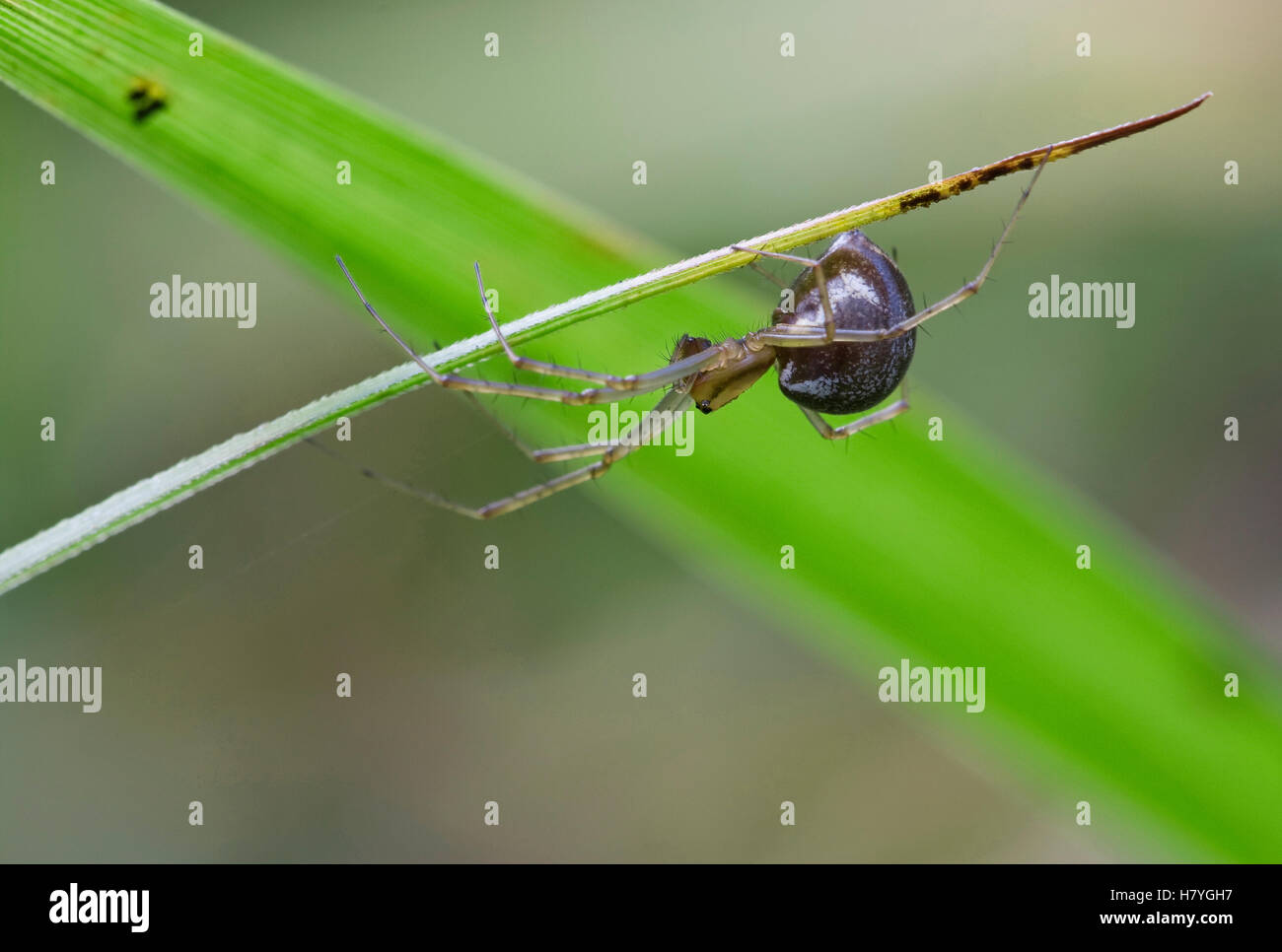 Money Spider (Linyphiidae Stock Photo - Alamy