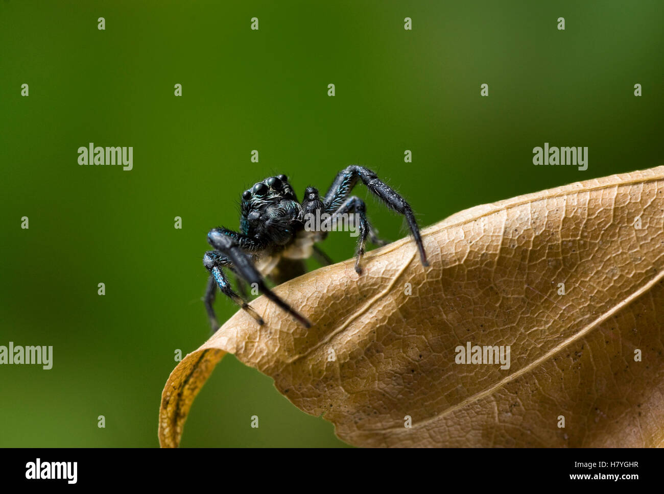 Jumping Spider (Salticidae), Assam, India Stock Photo - Alamy