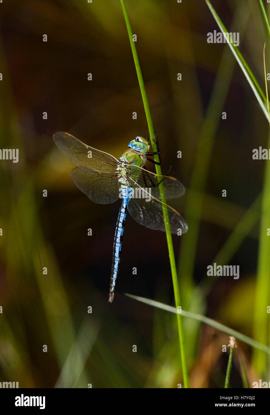 Emperor Dragonfly (Anax imperator) male Stock Photo - Alamy