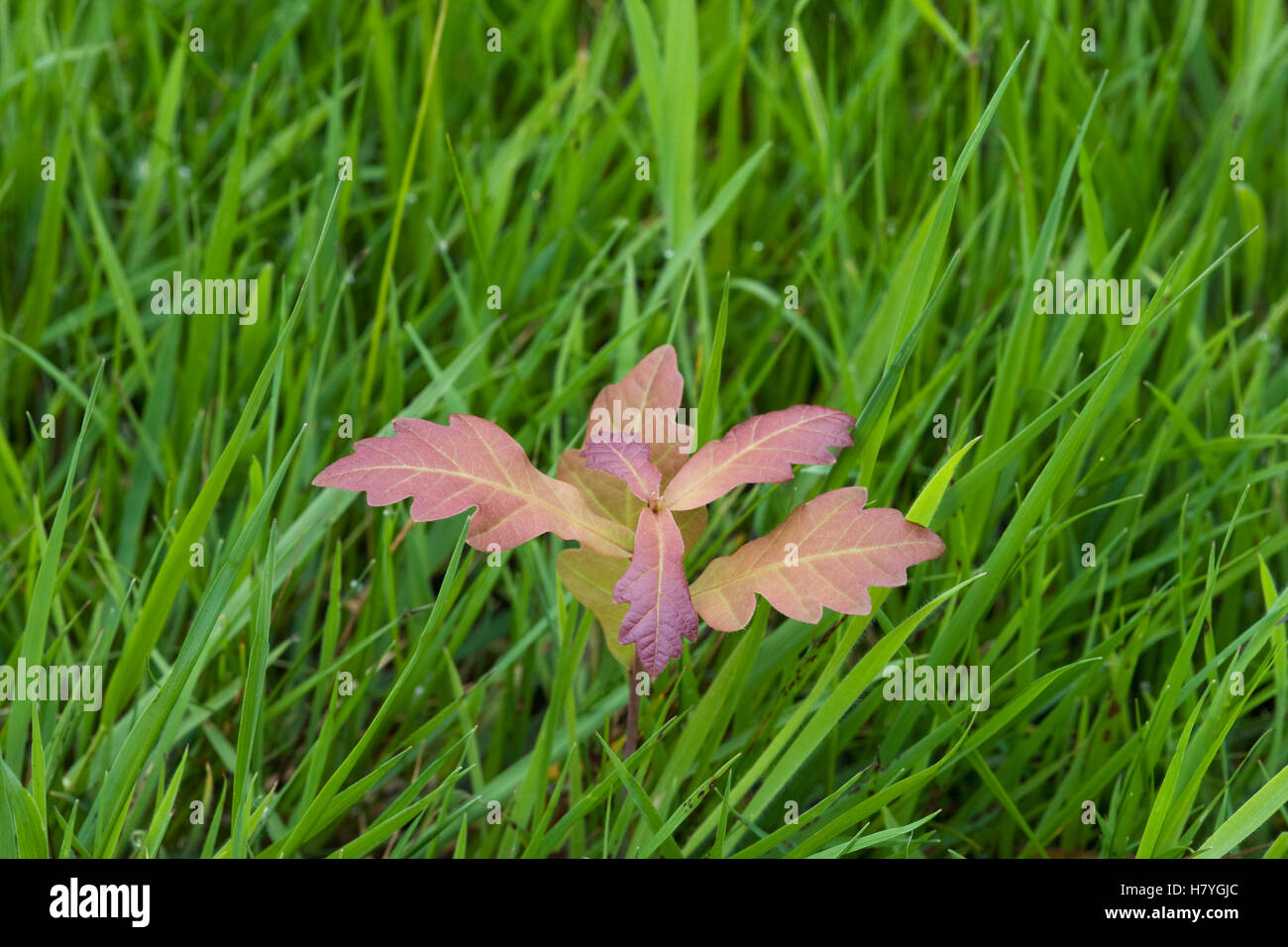 Oak (Quercus sp) seedling sprouting Stock Photo - Alamy