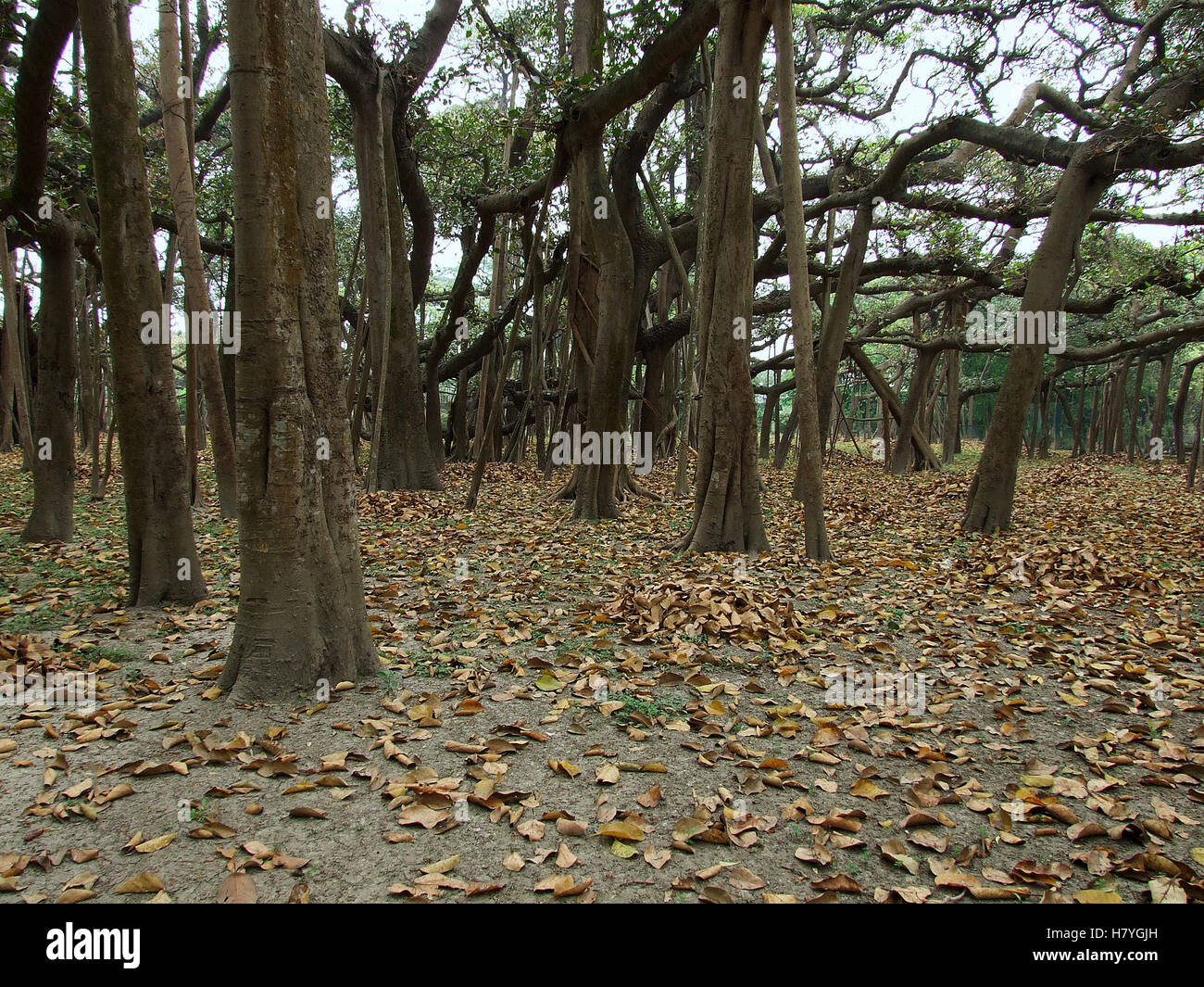 Indian Banyan Tree (Ficus benghalensis) single largest specimen in the ...