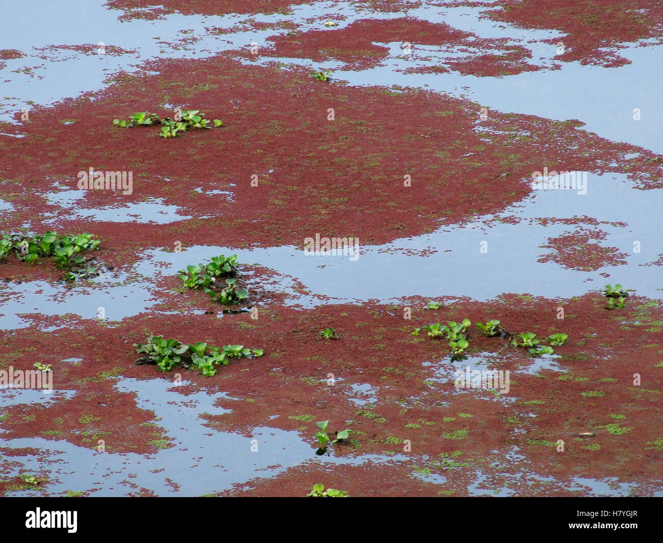 Algae pollution in Diphlu River, India Stock Photo - Alamy