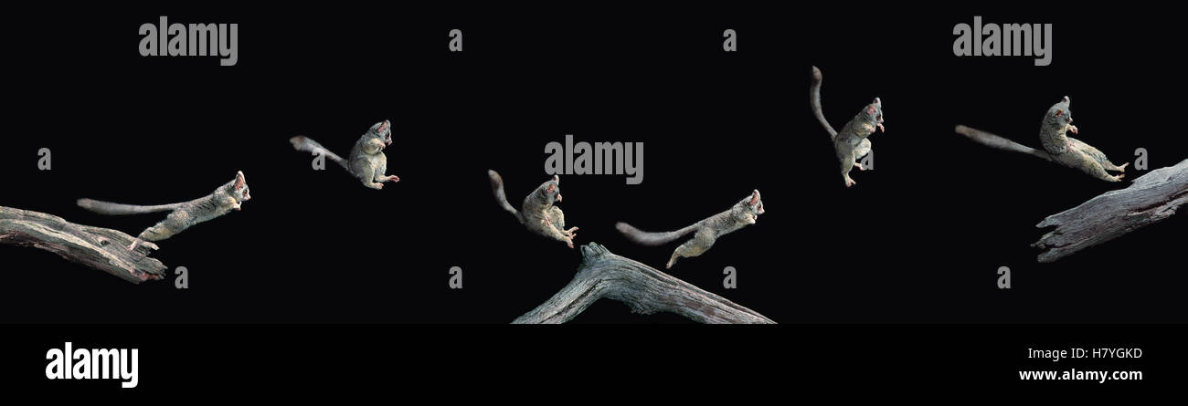 Lesser Bush Baby (Galago senegalensis) leaping, multiple exposures ...