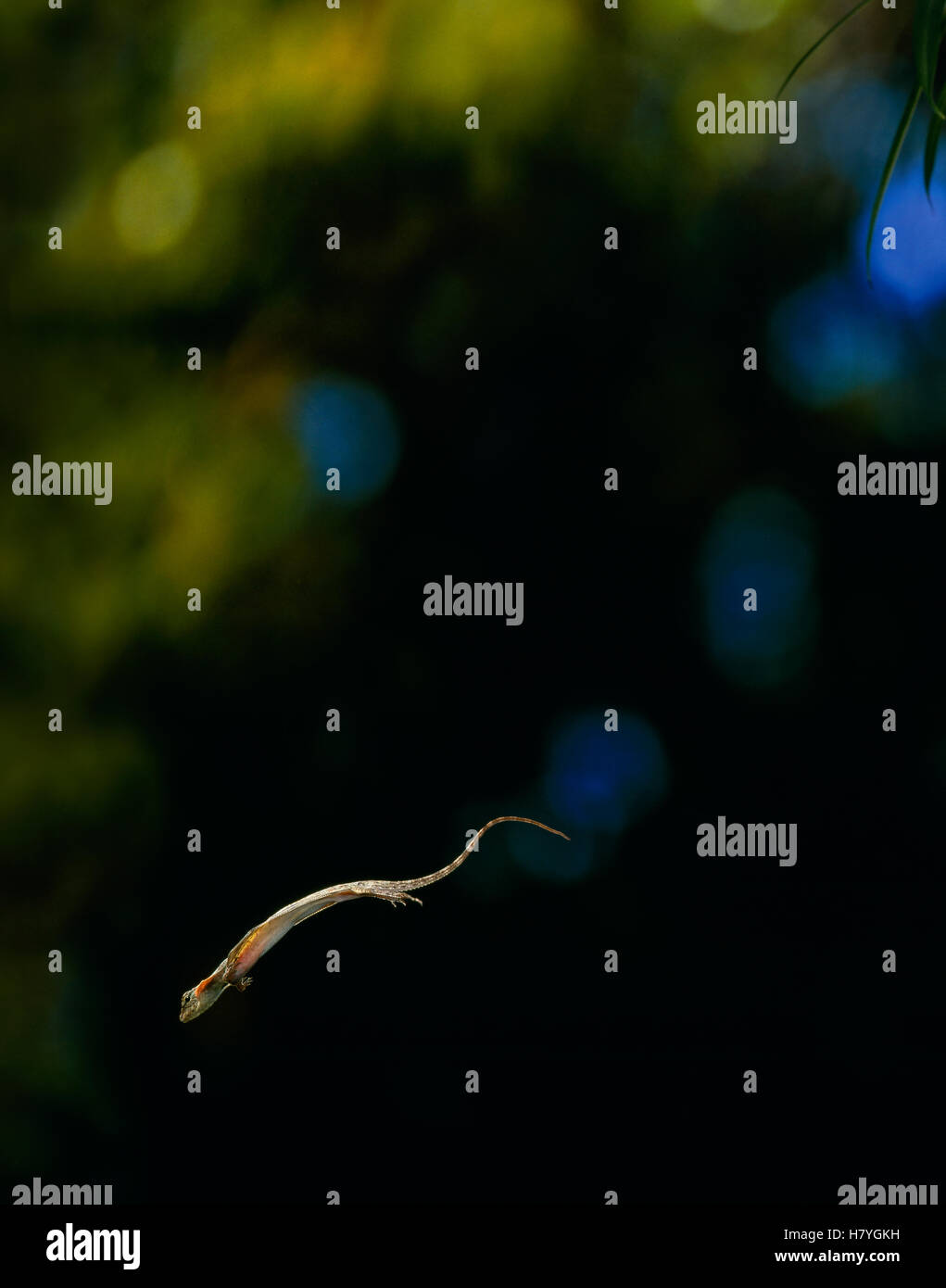 Common Flying Dragon (Draco volans) gliding Stock Photo - Alamy