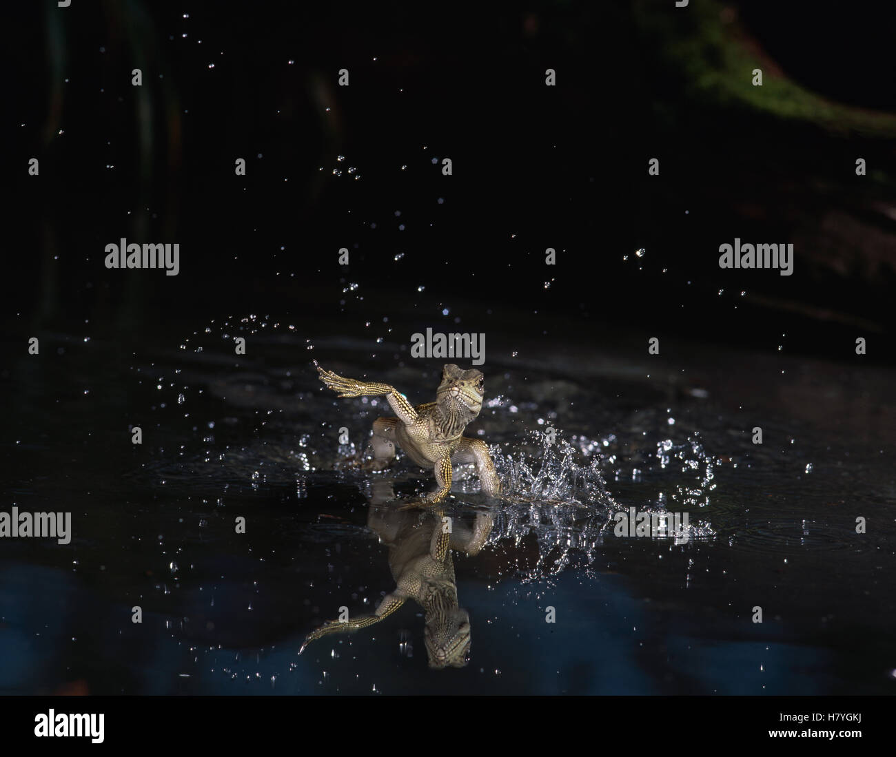 Philippine Sailfin Lizard(Hydrosaurus pustulatus) running on water ...