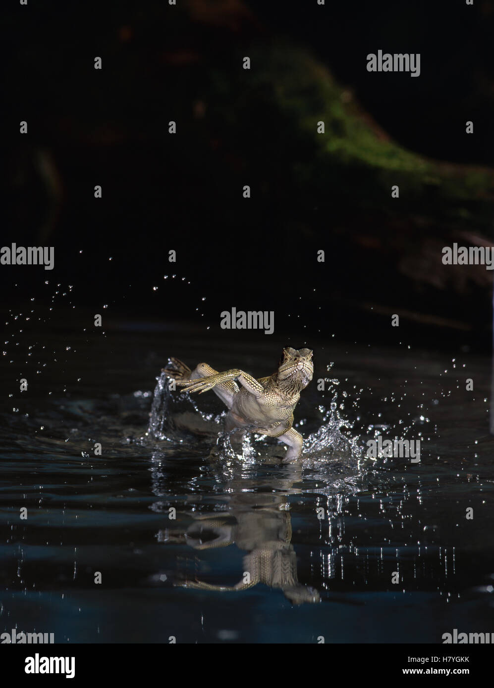 Philippine Sailfin Lizard(Hydrosaurus pustulatus) running on water ...