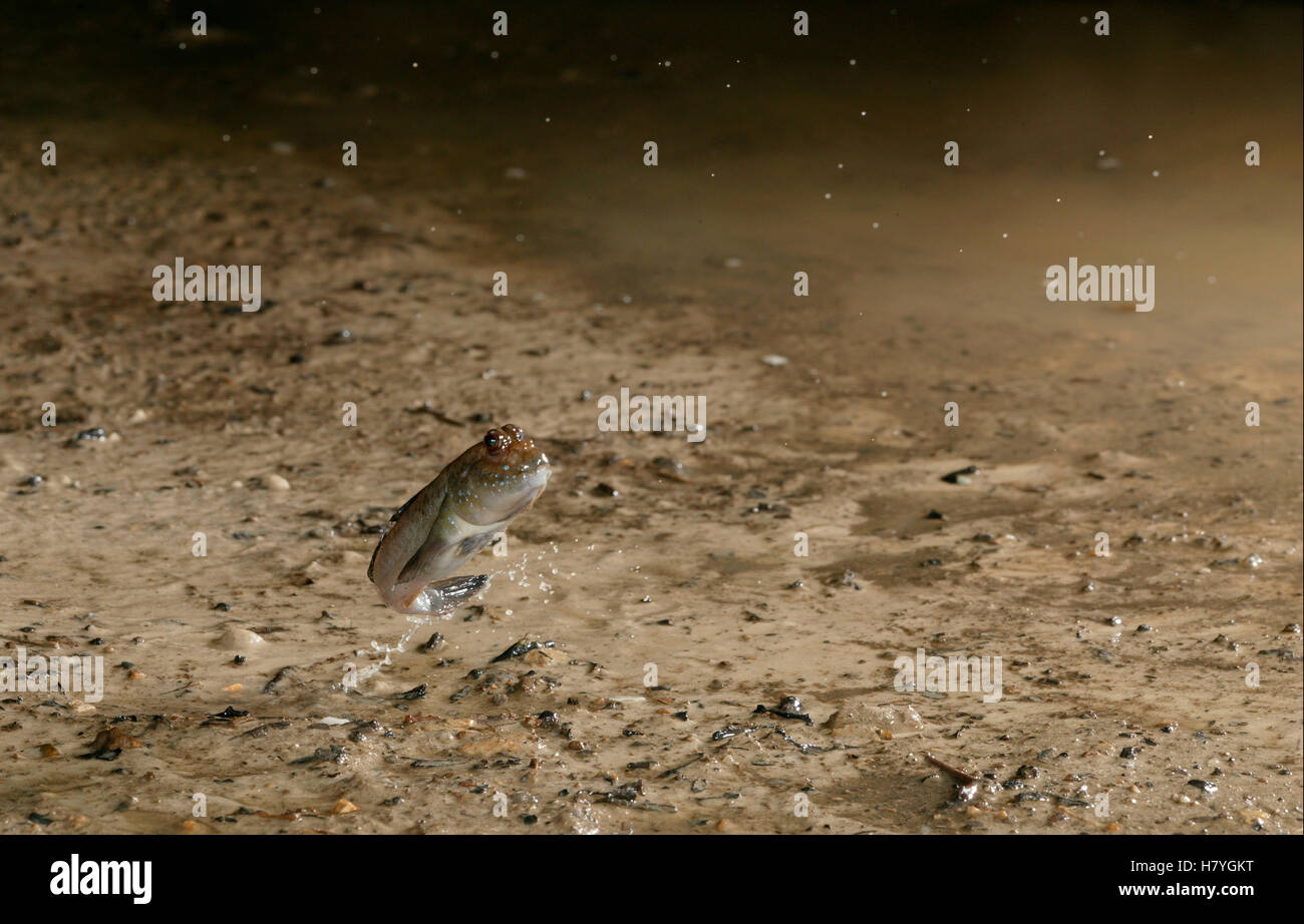 Mudskipper (Periophthalmus barbarus) leaping, native to West Africa ...