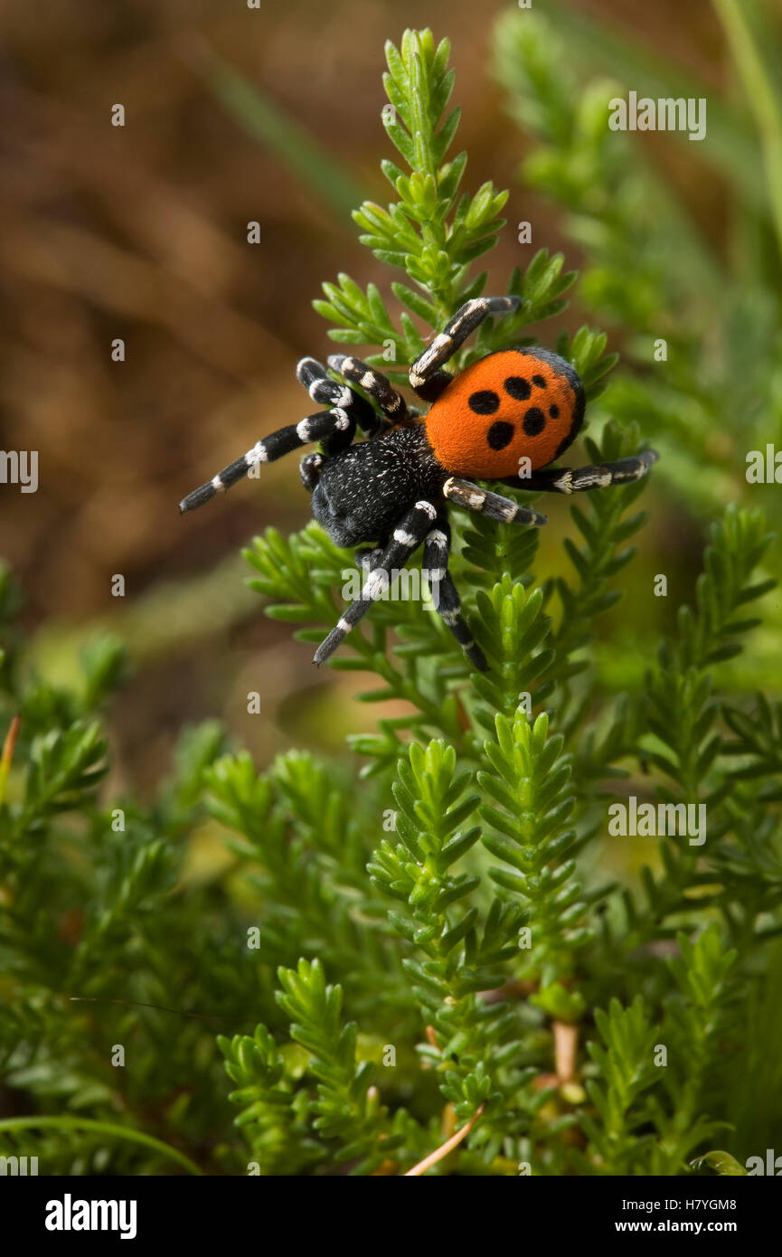 Ladybird Spider (Eresus cinnaberinus) male Stock Photo - Alamy