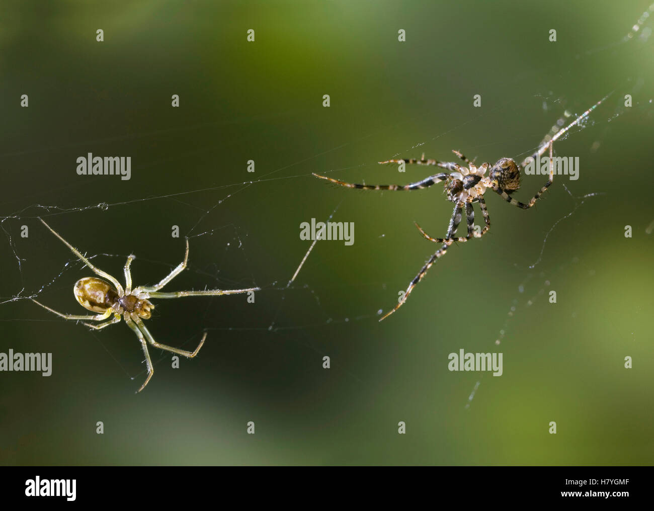 Pirate Spider (Ero sp) on right stalking Money Spider (Linyphiidae) on ...